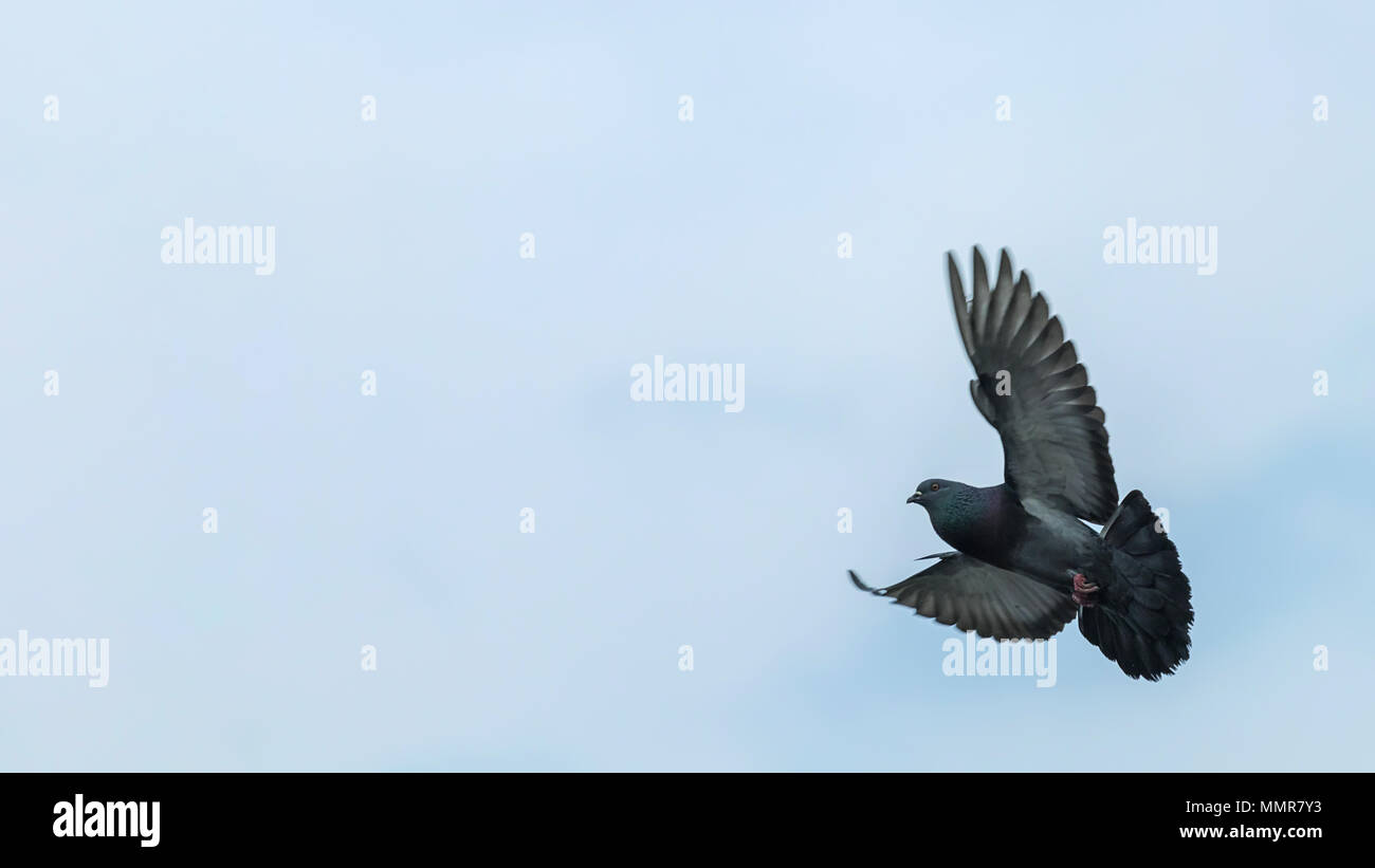 Rock pigeon or rock dove flying Stock Photo - Alamy