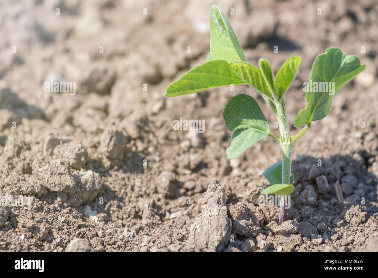 Green soybean plant on the field in spring. Young Soy plant Stock Photo ...