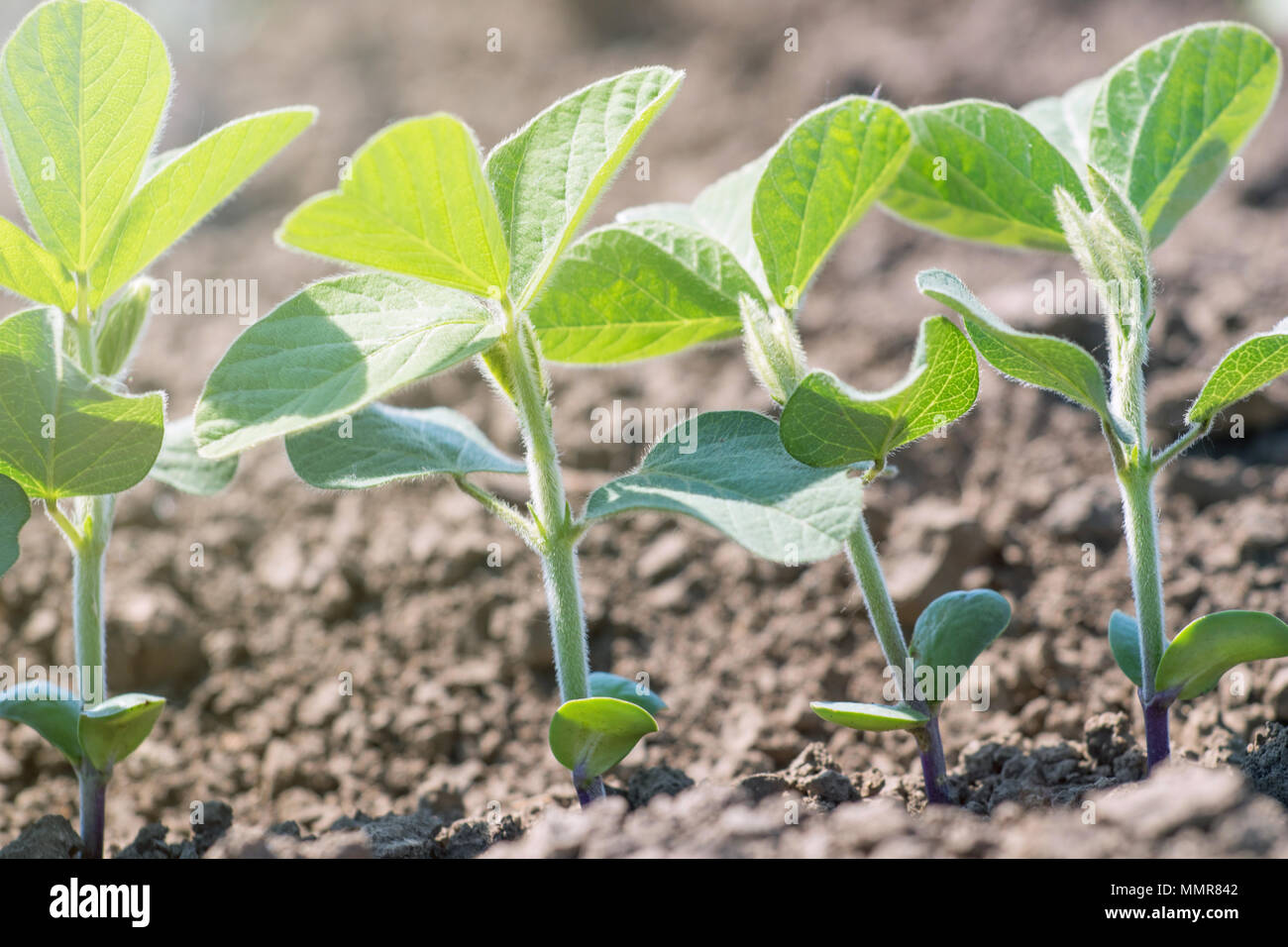 Green cultivated soy bean plant in field, spring time Stock Photo - Alamy