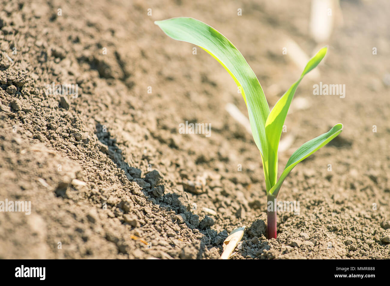 Young green corn growing on the field. Young Corn Plants Stock Photo ...