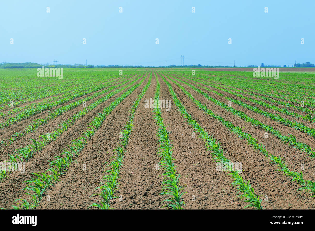 Green field with young corn. Rows Green Corn Field Stock Photo - Alamy