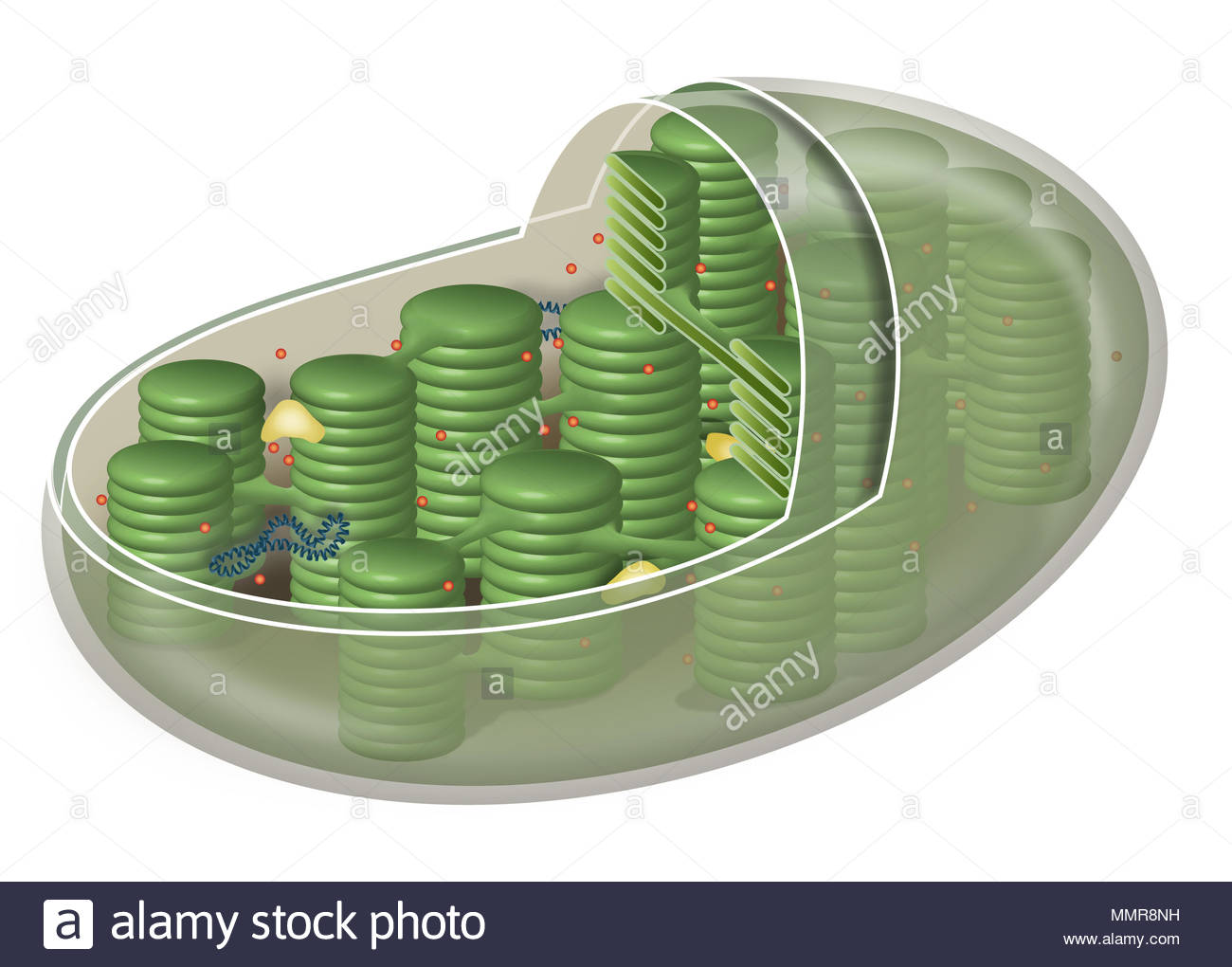 Plant Cell Chloroplast Stock Photos & Plant Cell Chloroplast Stock ...