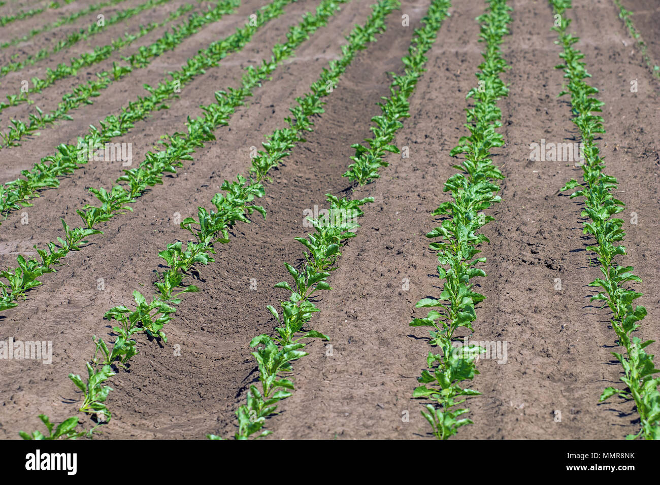 Sugarbeet spring hi-res stock photography and images - Alamy