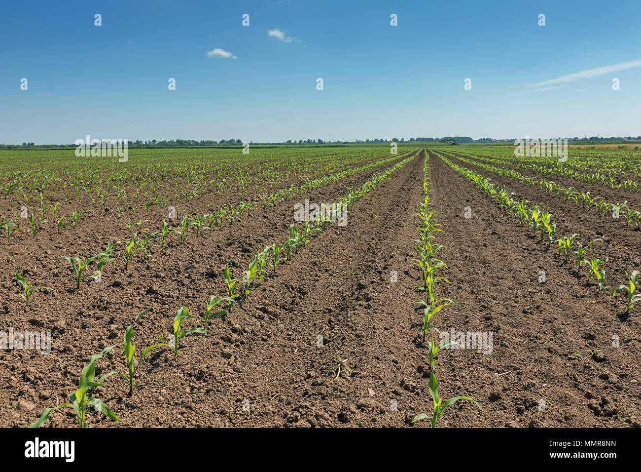 Green field with young corn. Rows Green Corn Field Stock Photo - Alamy