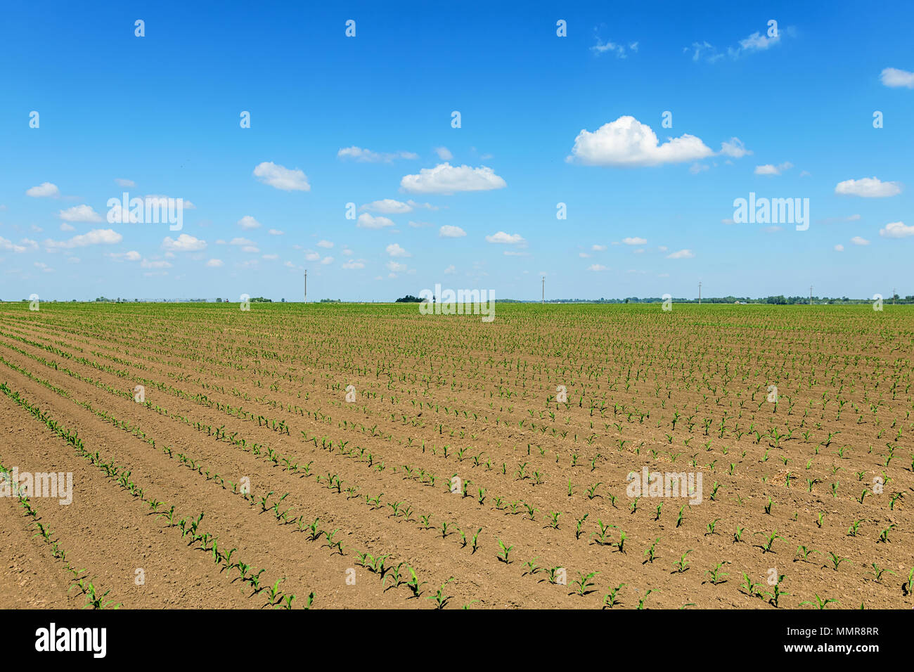Green field with young corn. Rows Green Corn Field Stock Photo - Alamy