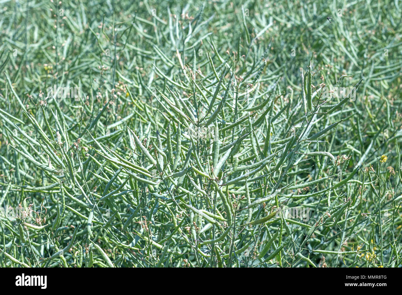Green Rapeseed field, Stems of rapeseed, Rapeseed seed pods Stock Photo ...