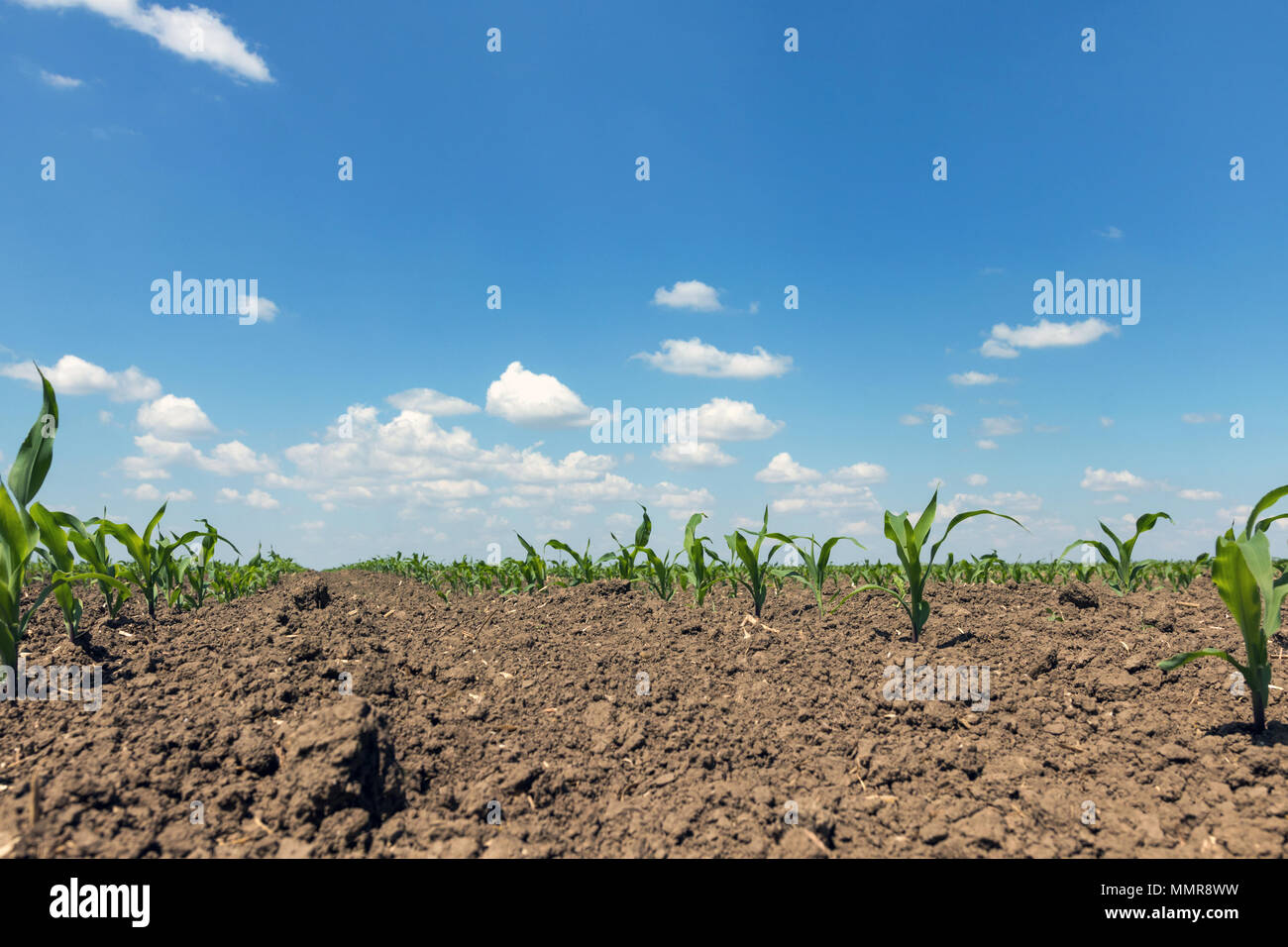 Green field with young corn. Rows Green Corn Field Stock Photo - Alamy
