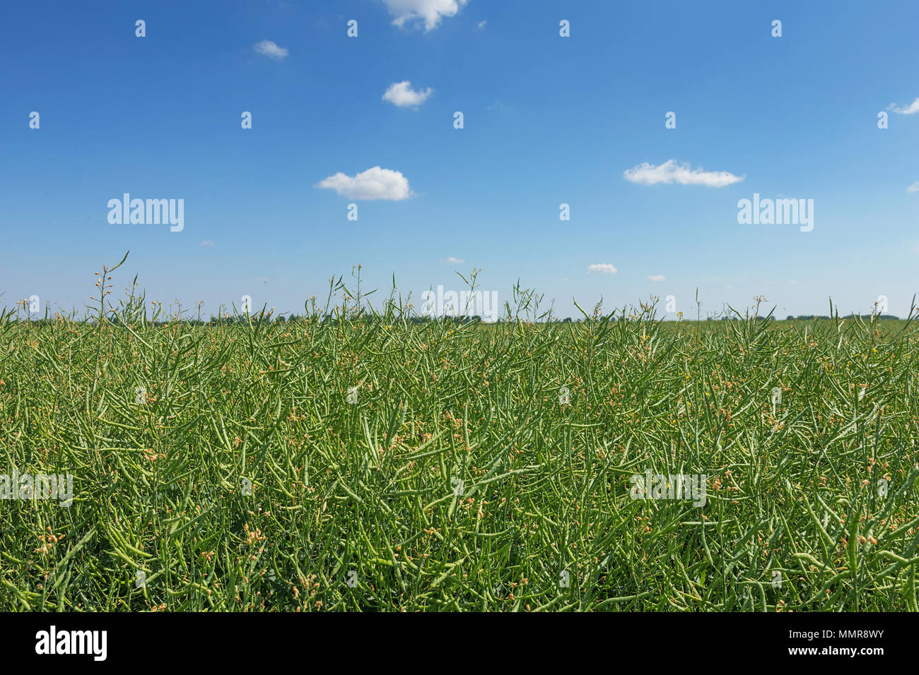 Green Rapeseed field, Stems of rapeseed, Rapeseed seed pods Stock Photo ...