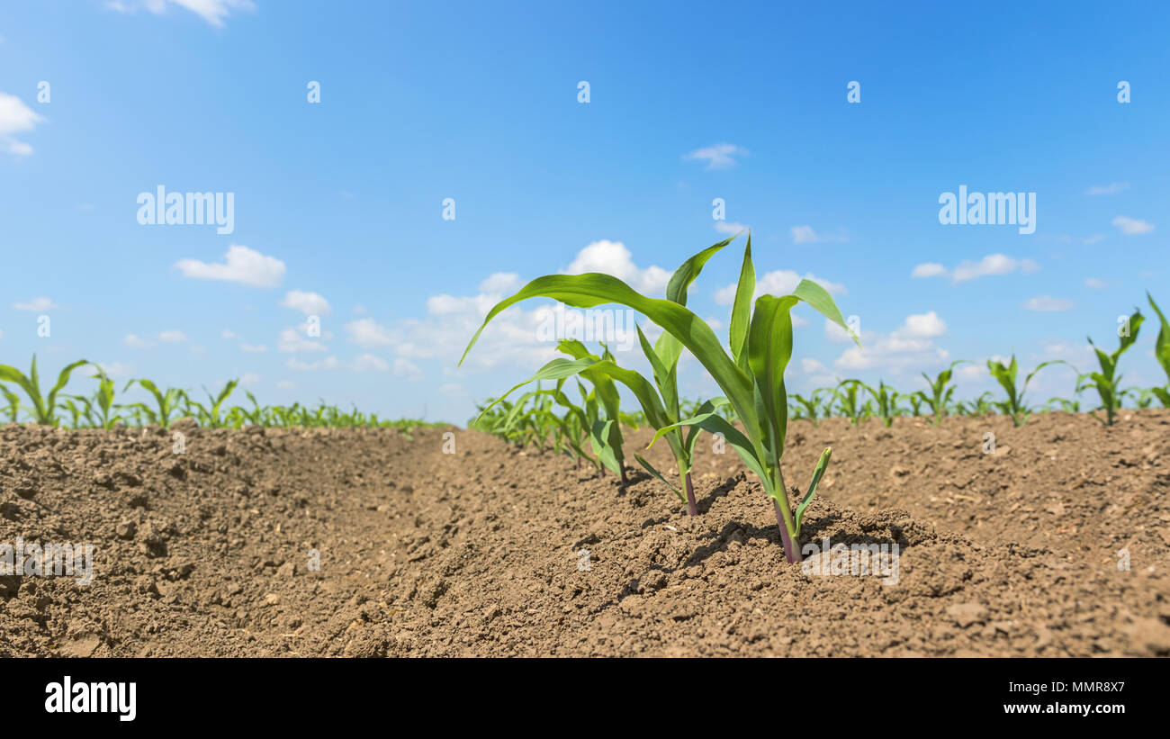 Young green corn growing on the field. Young Corn Plants Stock Photo ...