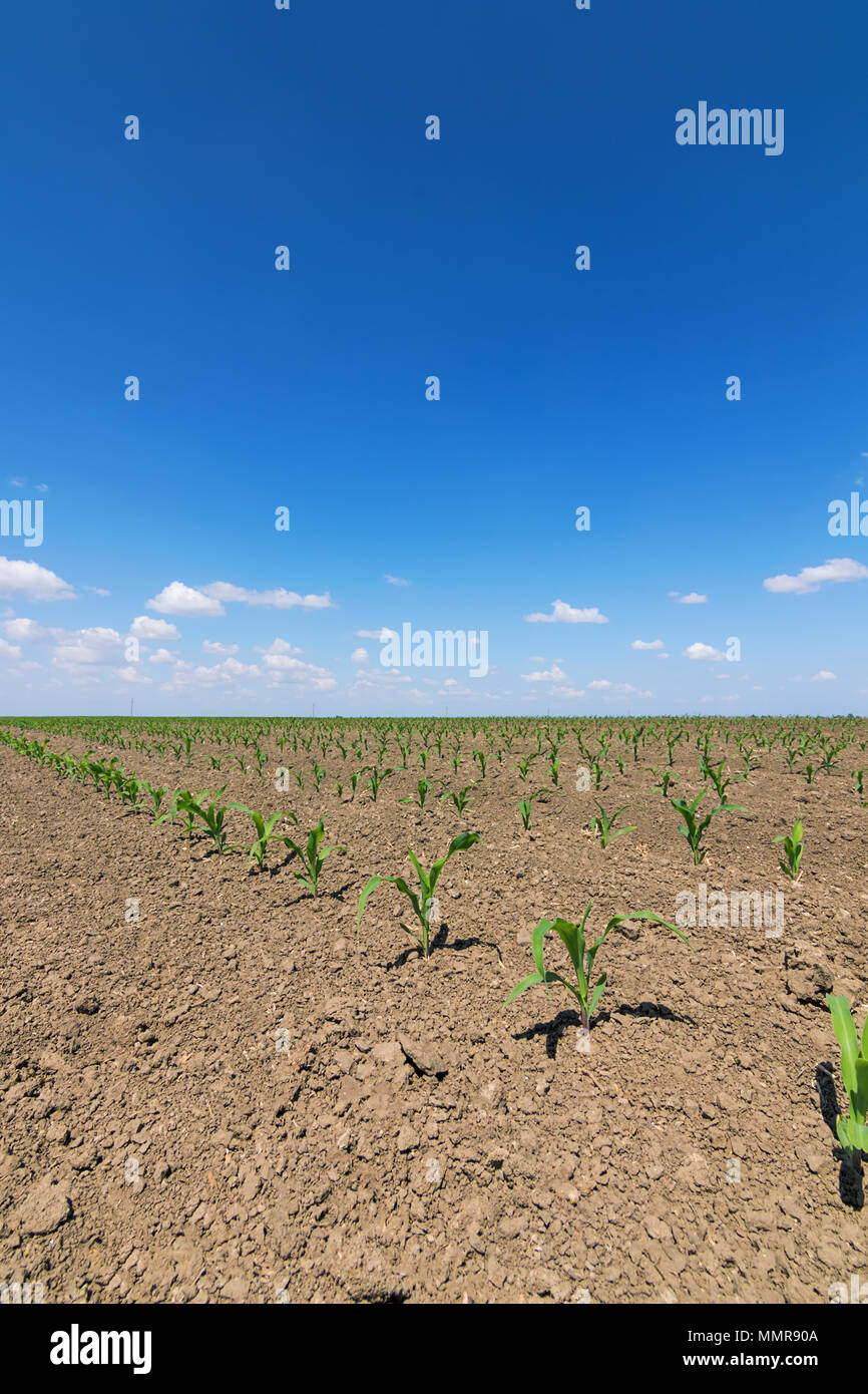 Green field with young corn. Rows Green Corn Field Stock Photo - Alamy