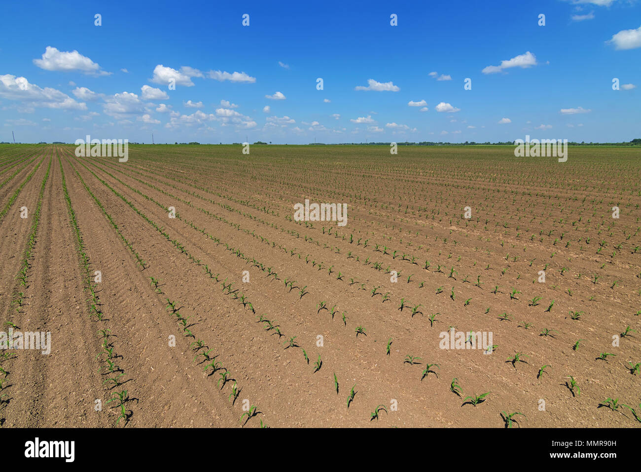 Green field with young corn. Rows Green Corn Field Stock Photo - Alamy