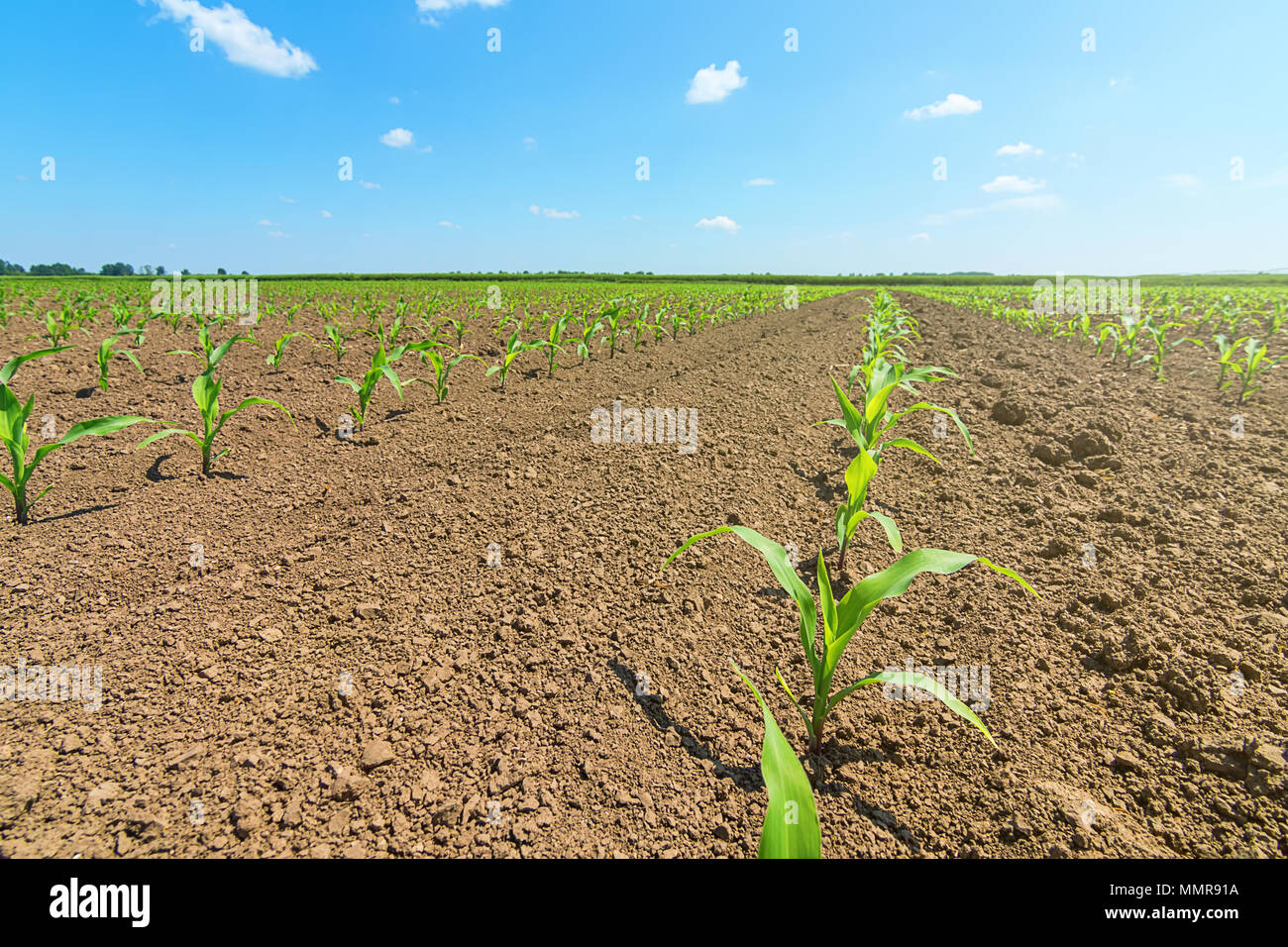 Crop Seedling High Resolution Stock Photography and Images - Alamy