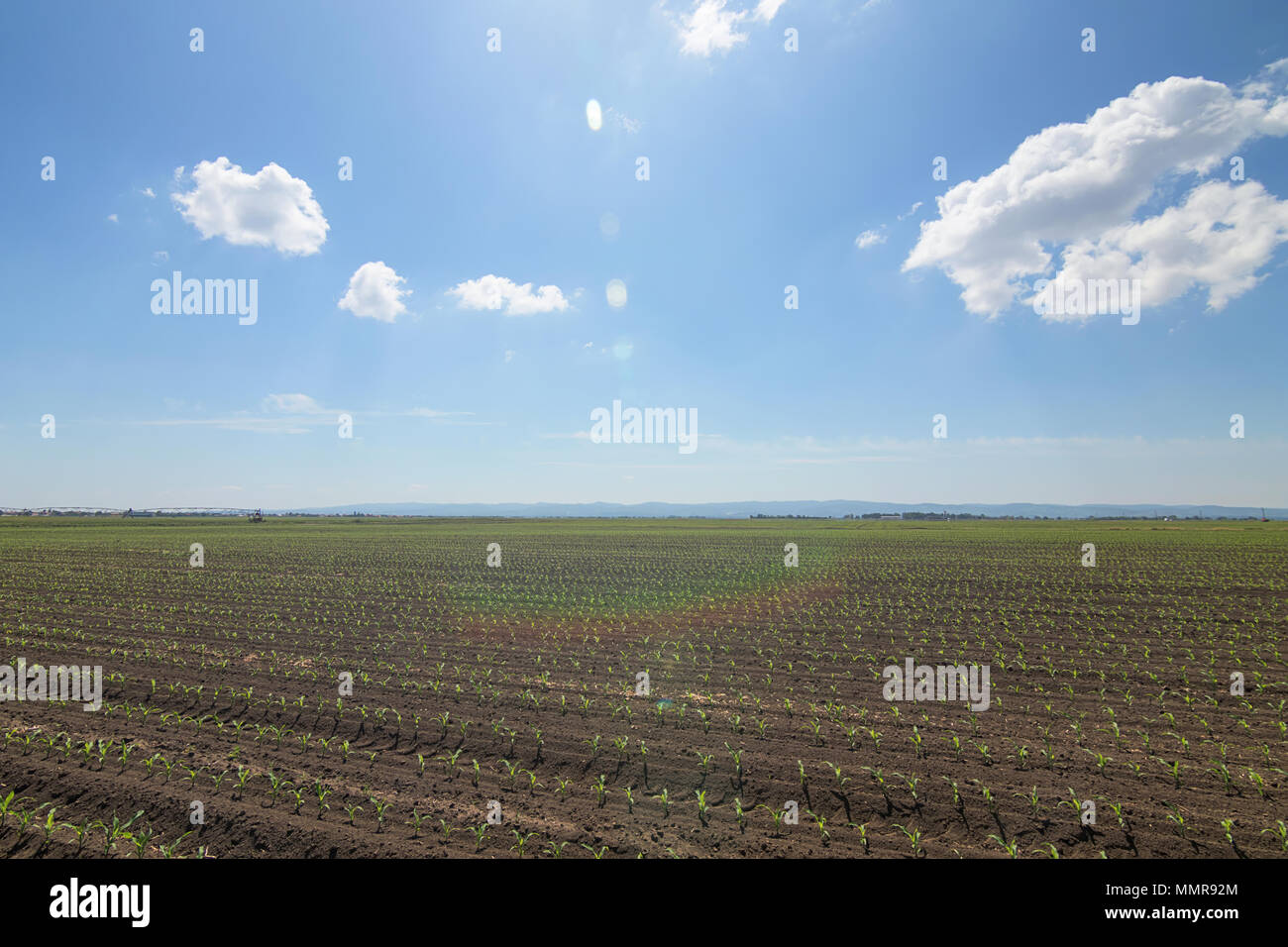 Green field with young corn. Rows Green Corn Field Stock Photo - Alamy