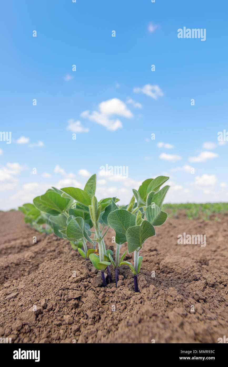 Green cultivated soy bean plant in field, spring time Stock Photo - Alamy