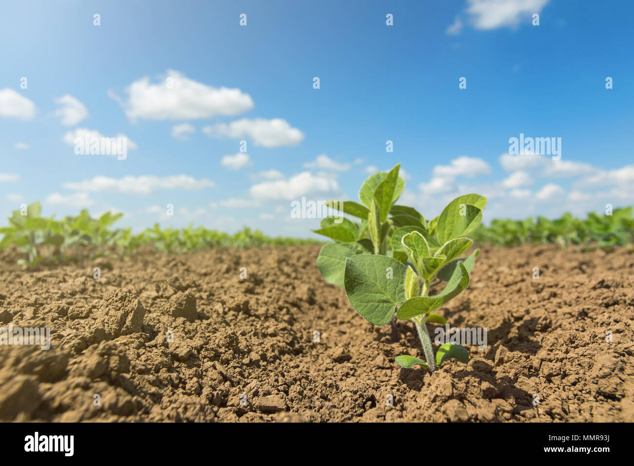 Green cultivated soy bean plant in field, spring time Stock Photo - Alamy