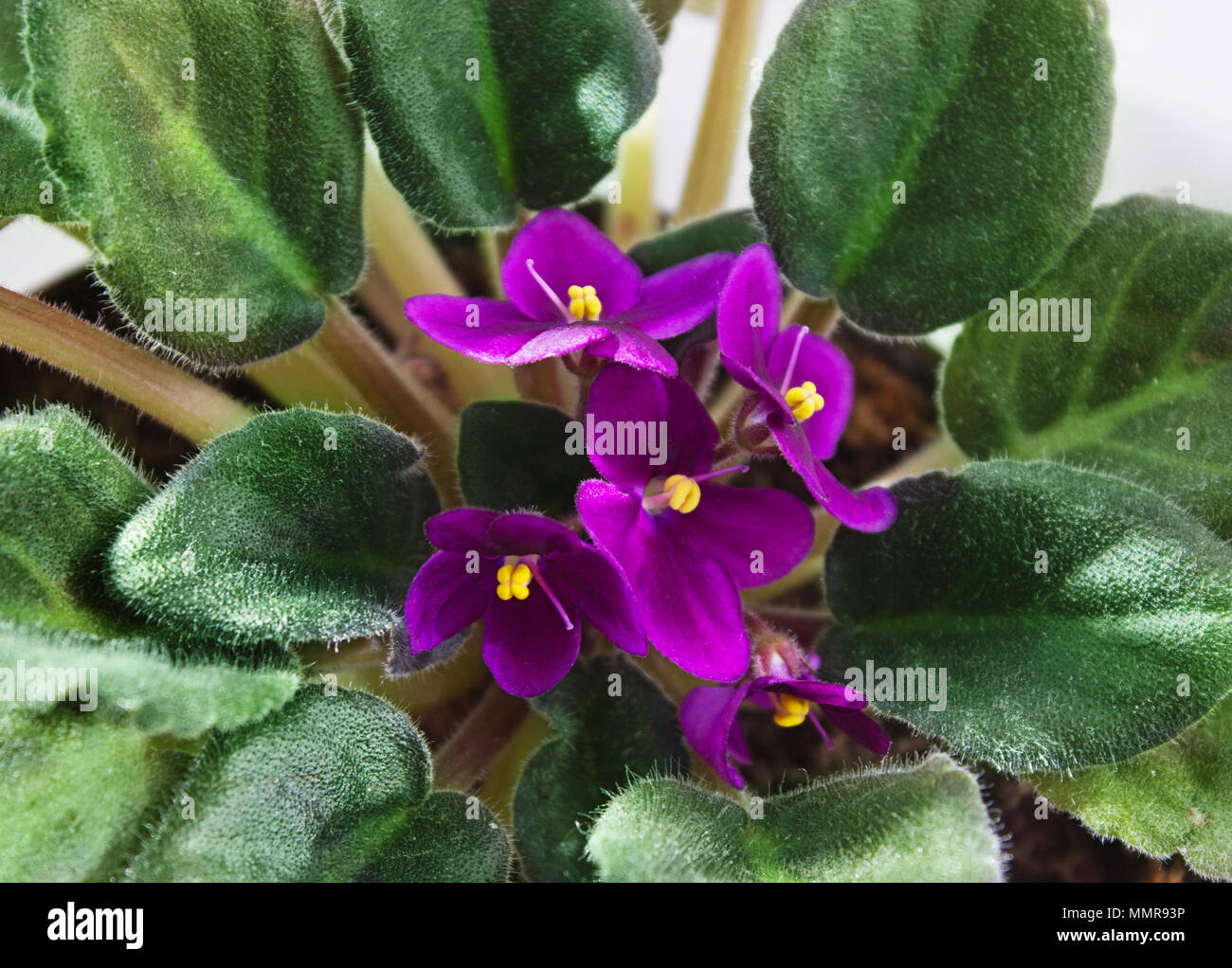 Potted African Violet (Saintpaulia) top view, houseplants Stock Photo ...