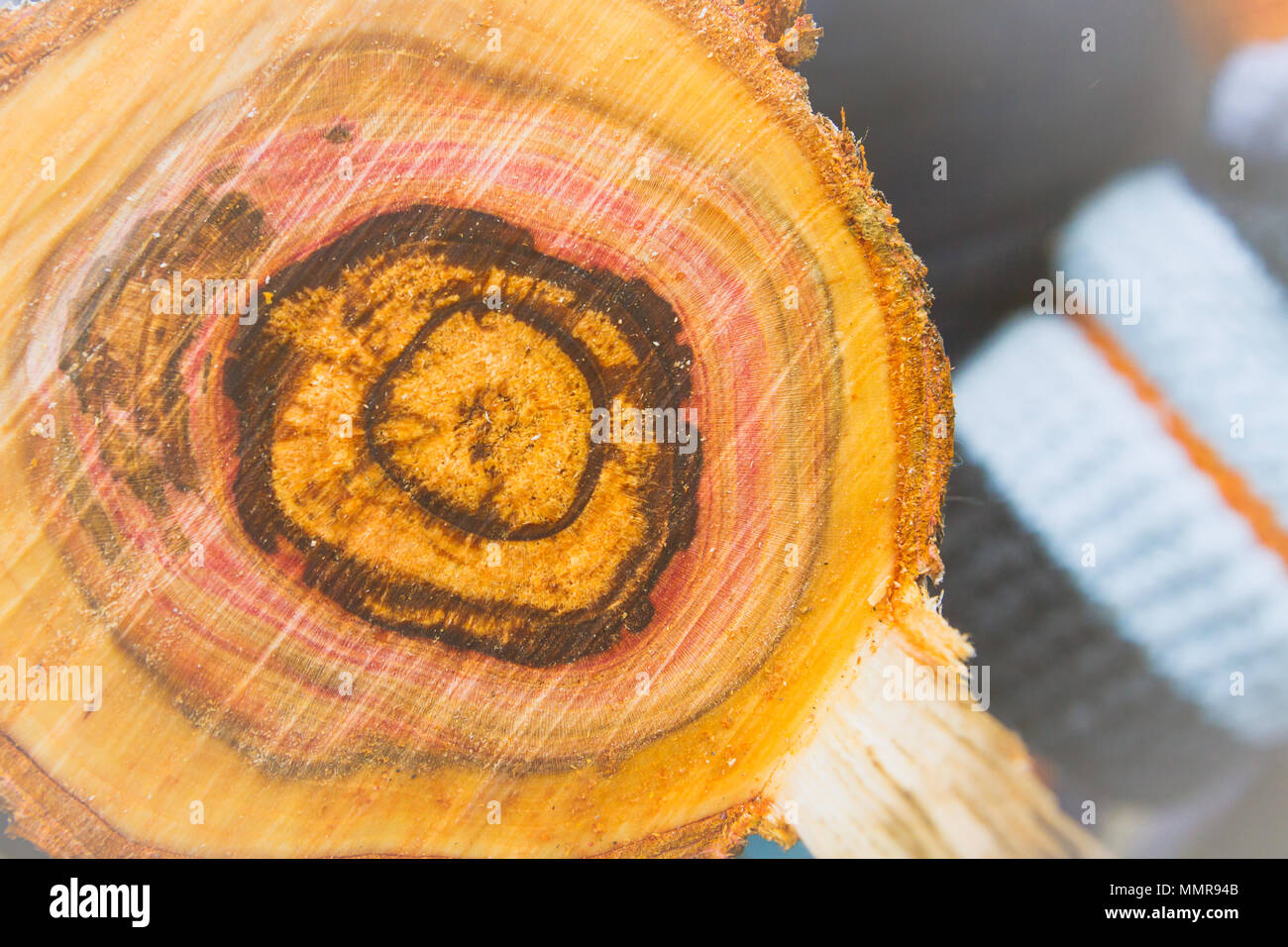 Smooth cut of sawn round wooden log Stock Photo - Alamy