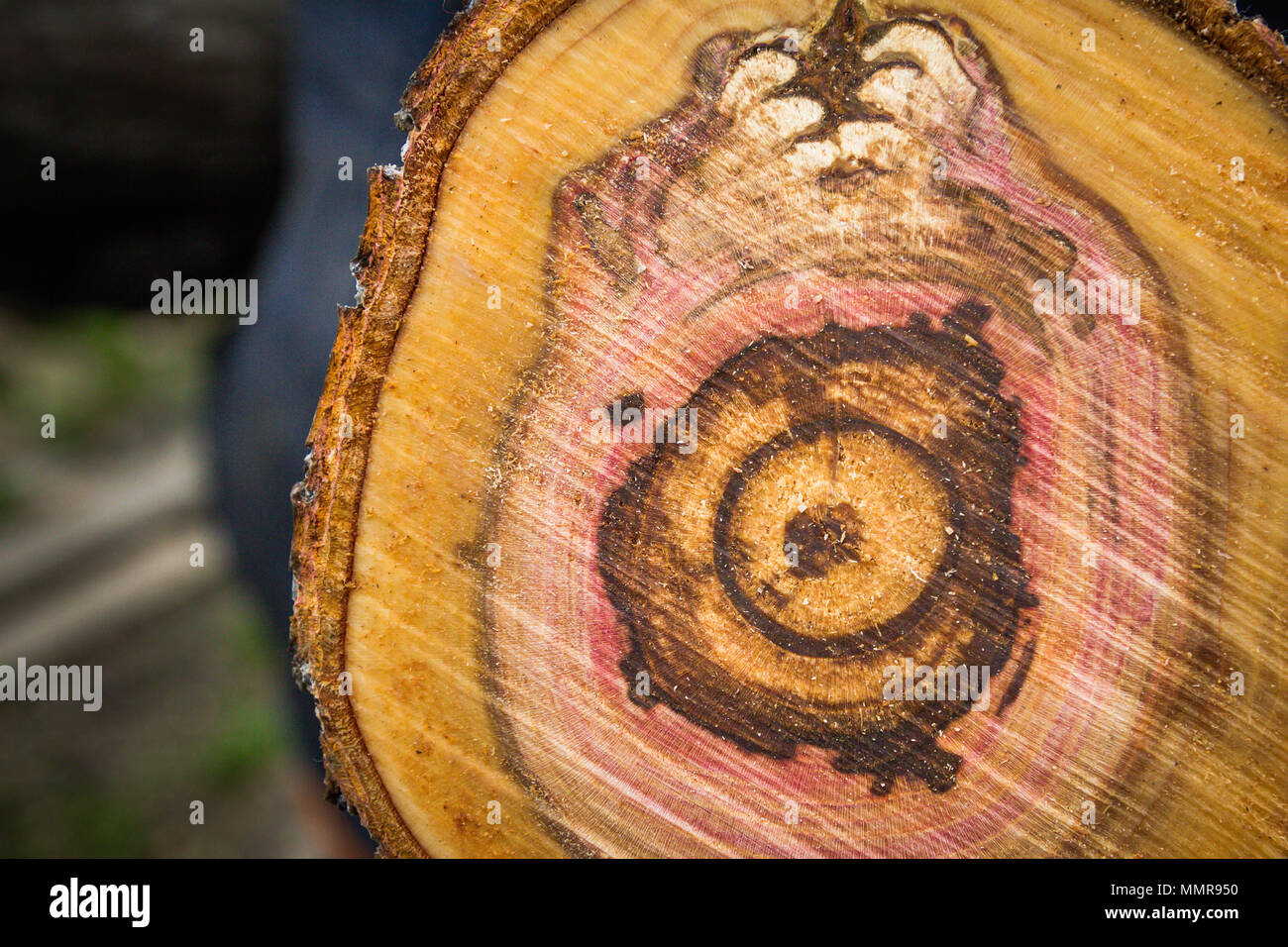 Smooth cut of sawn round wooden log Stock Photo - Alamy
