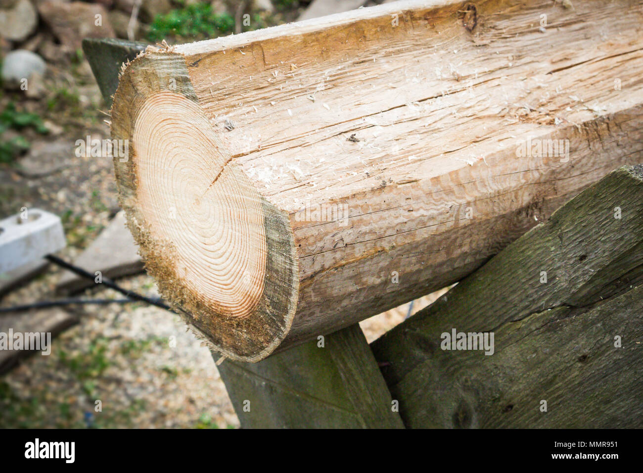Smooth cut of sawn round wooden log Stock Photo - Alamy