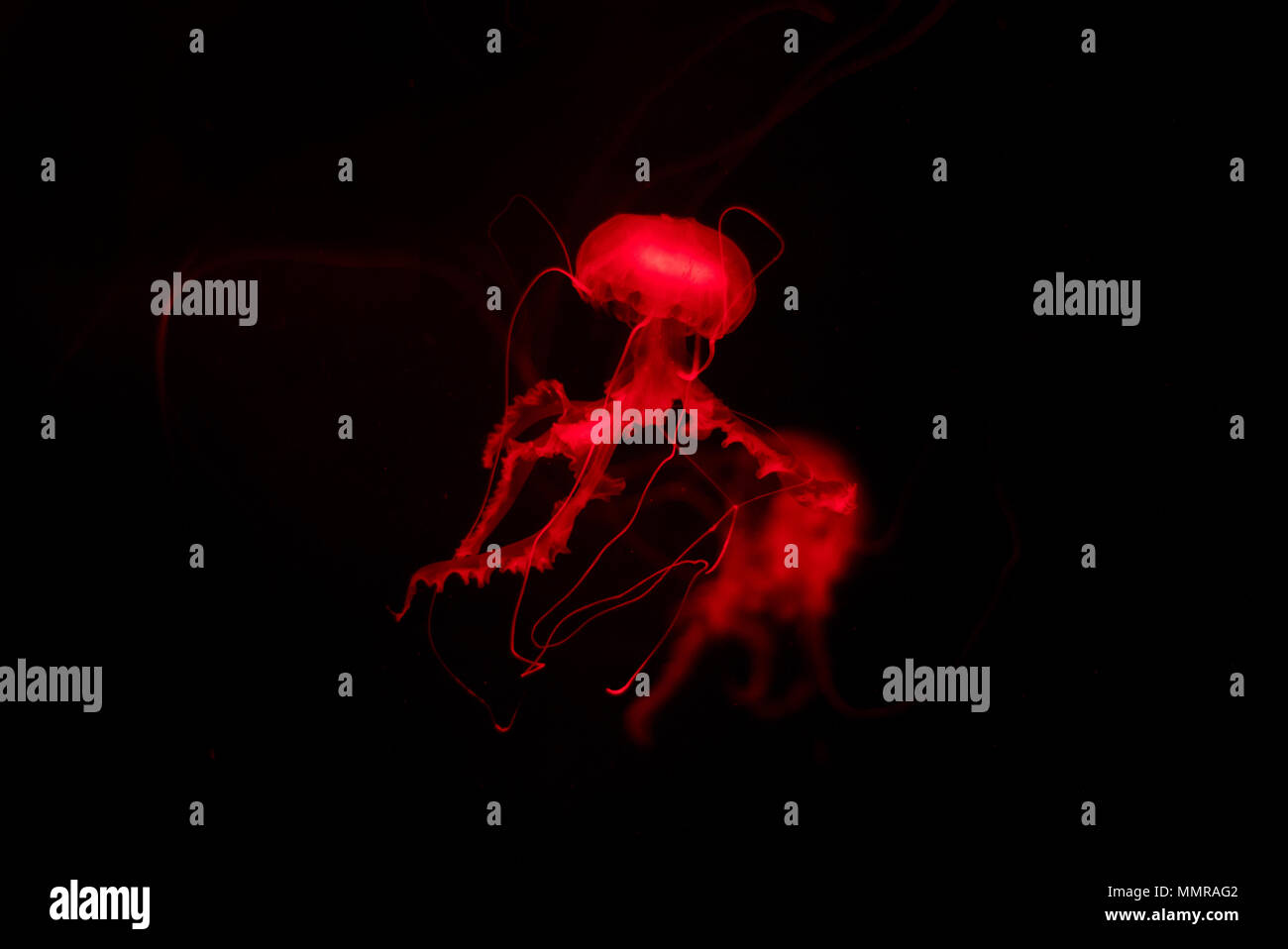 Red Jelly fish on black isolated background Stock Photo - Alamy