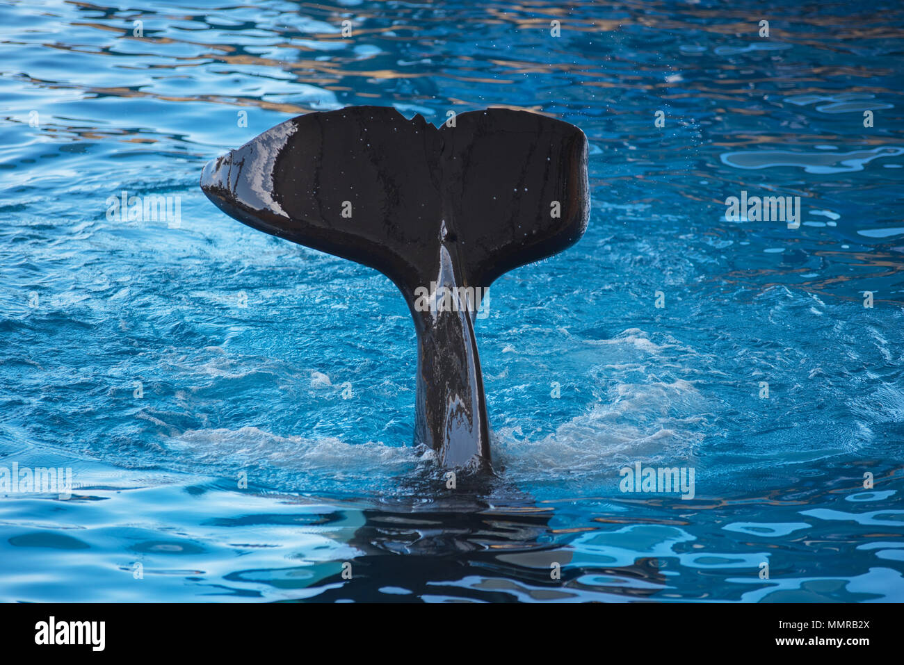 Killer whale fin splashing on the water Stock Photo - Alamy