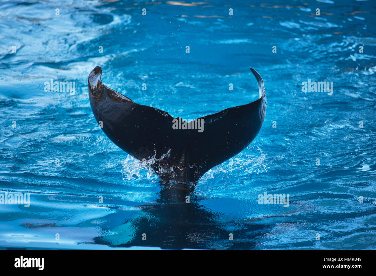 Killer whale splashing hi-res stock photography and images - Alamy