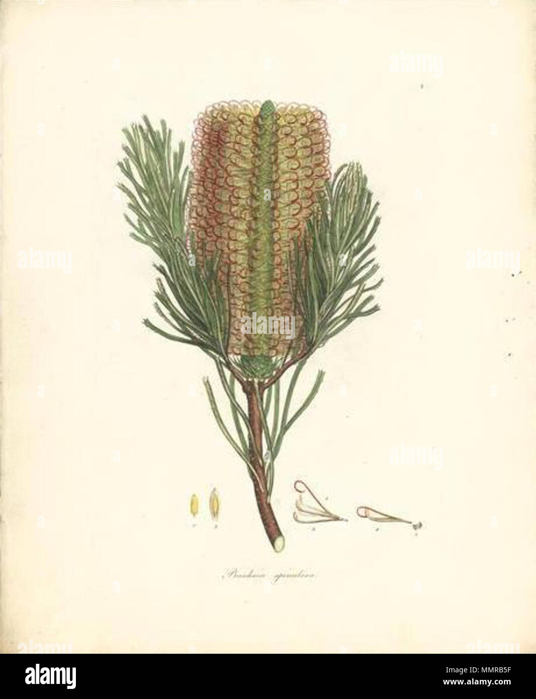 . This is an image of a print of a hand coloured engraving by James ...