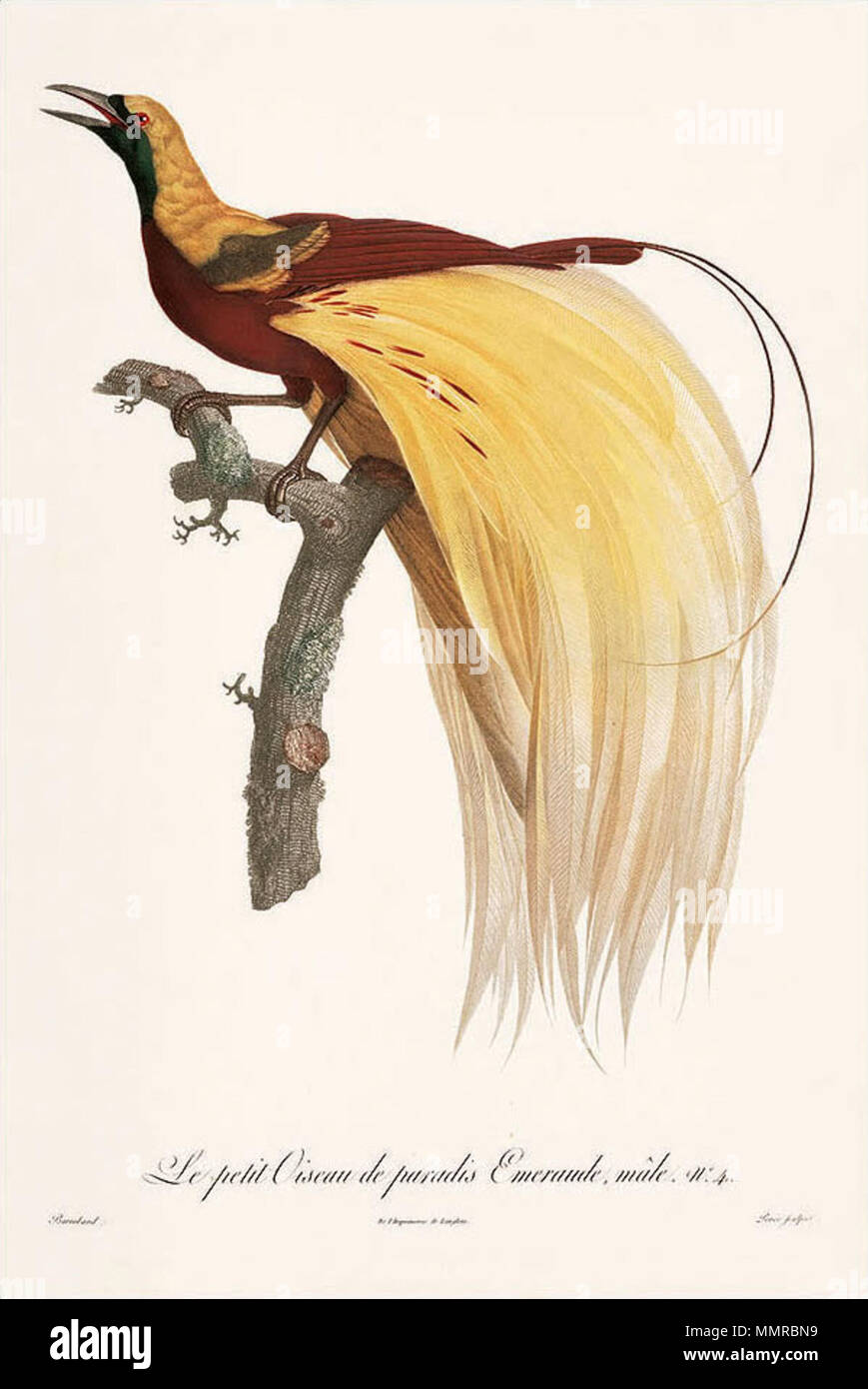 . Français : Le petit Oiseau de paradis Emeraude, mâle, planche no. 4 ...