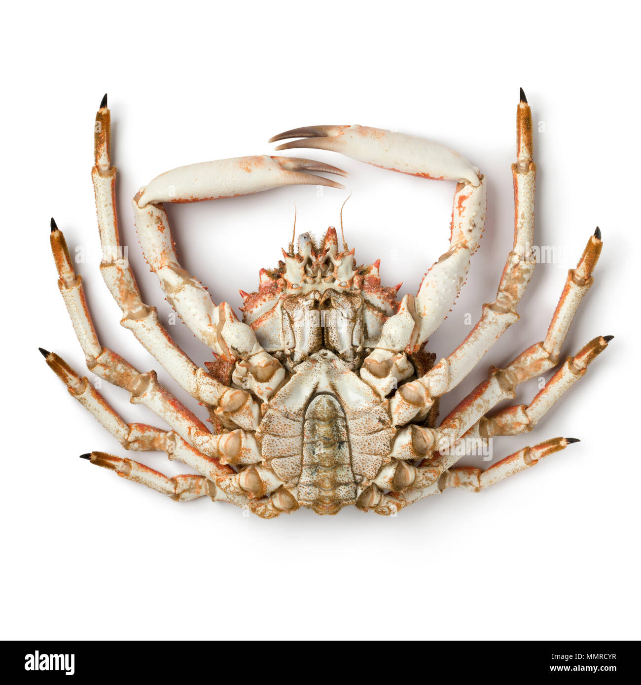 Male spider crab Cut Out Stock Images & Pictures - Alamy