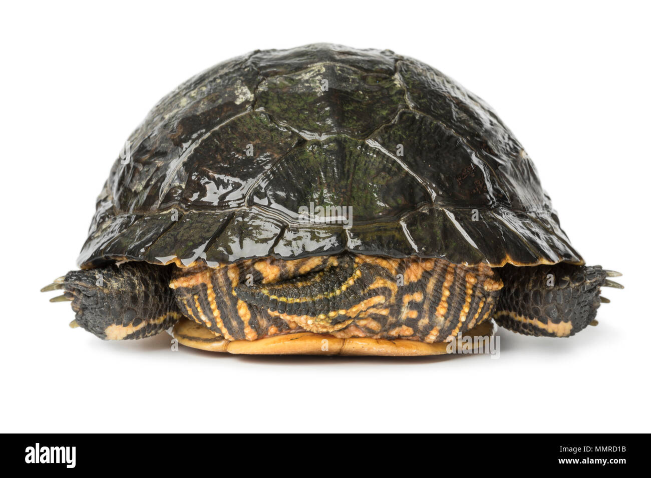 Backside of a single water turtle isolated on white background Stock ...