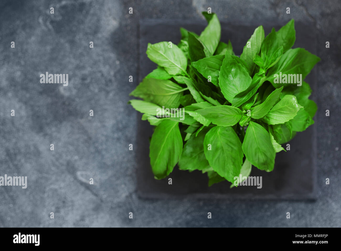Close up studio shot of fresh green basil bunch herb on white ...