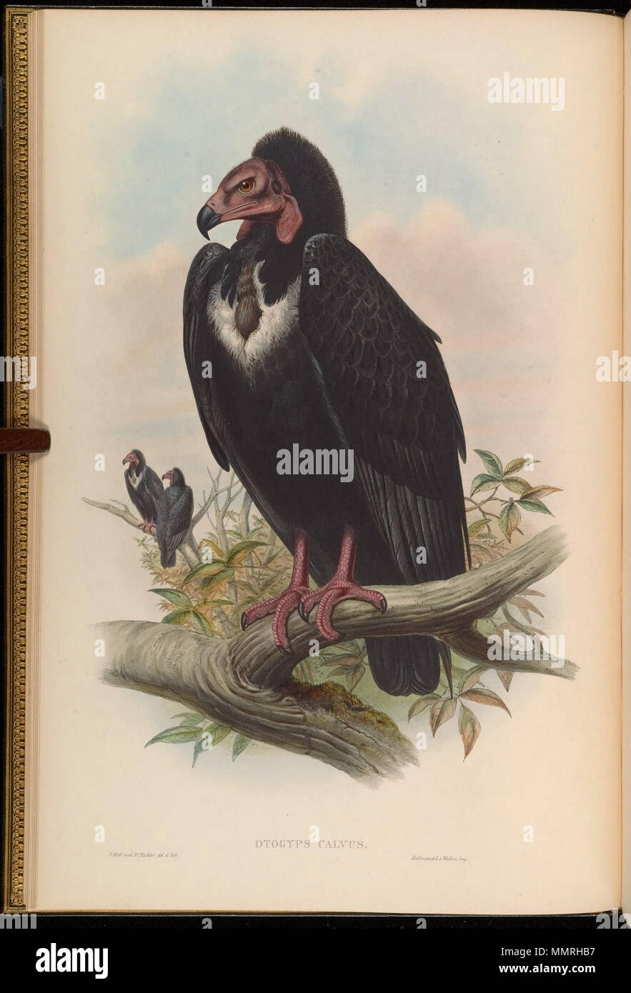 Sarcogyps calvus hi-res stock photography and images - Alamy