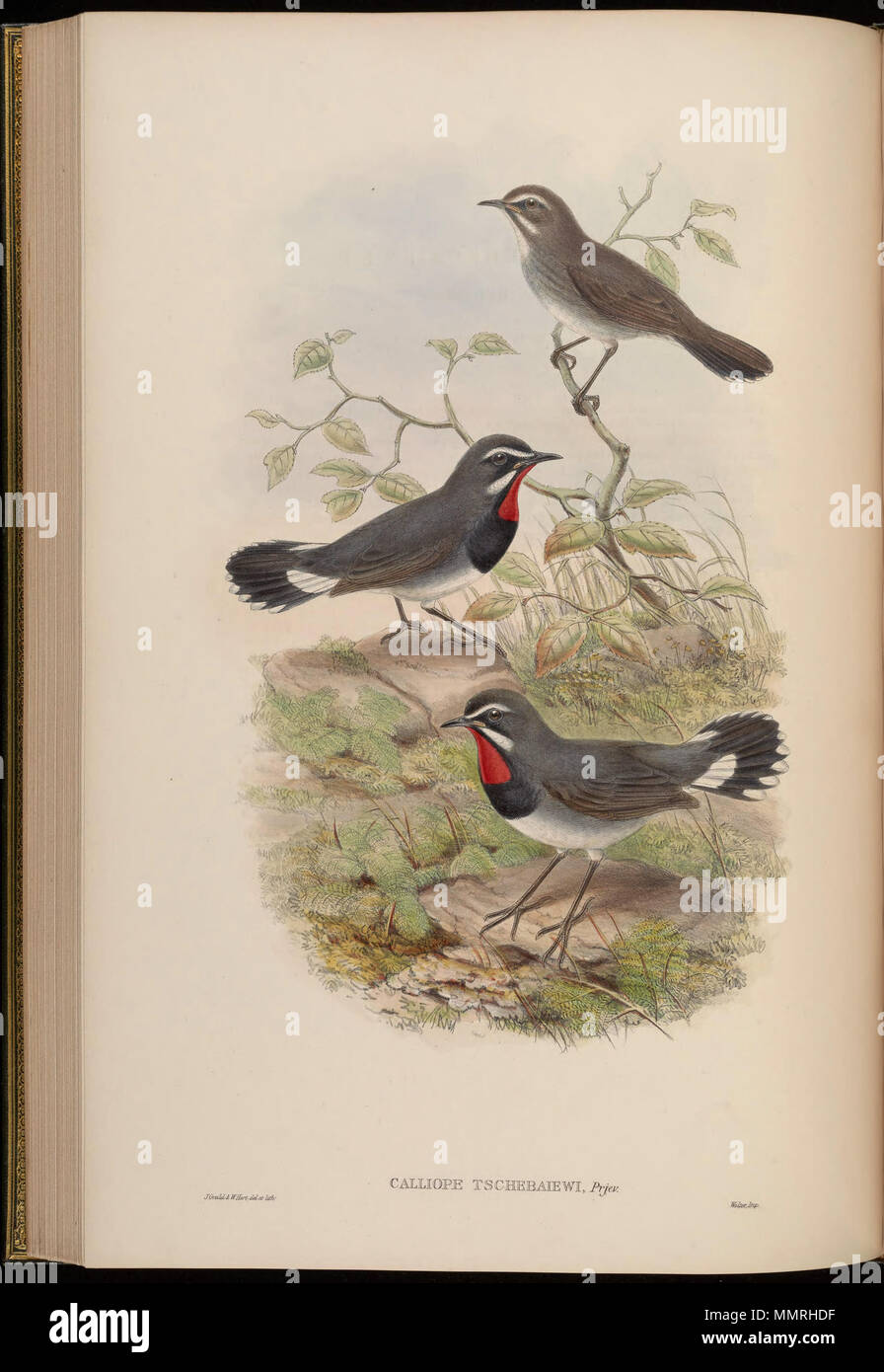 Calliope pectoralis hi-res stock photography and images - Alamy