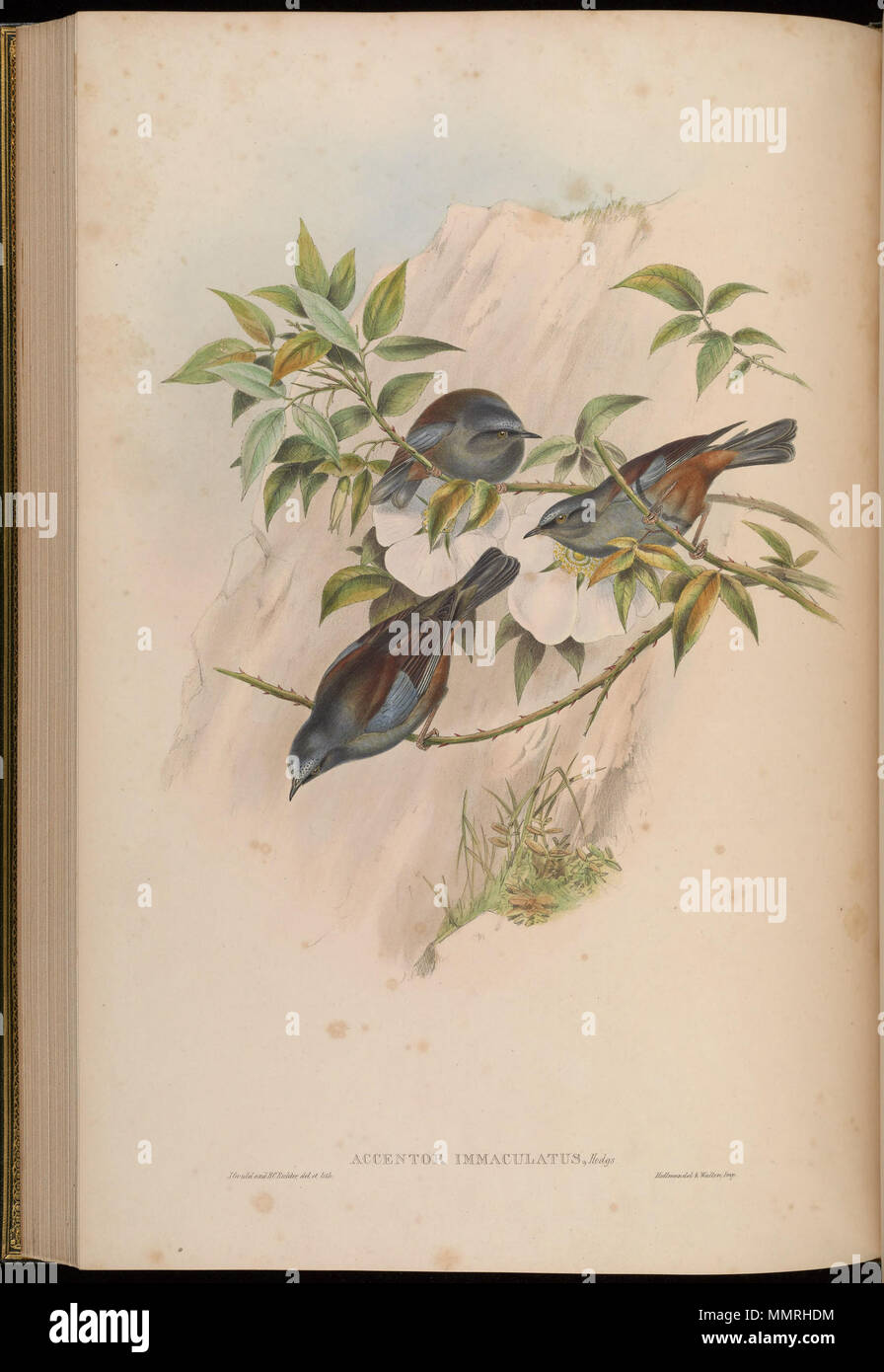 Immaculatus hi-res stock photography and images - Alamy