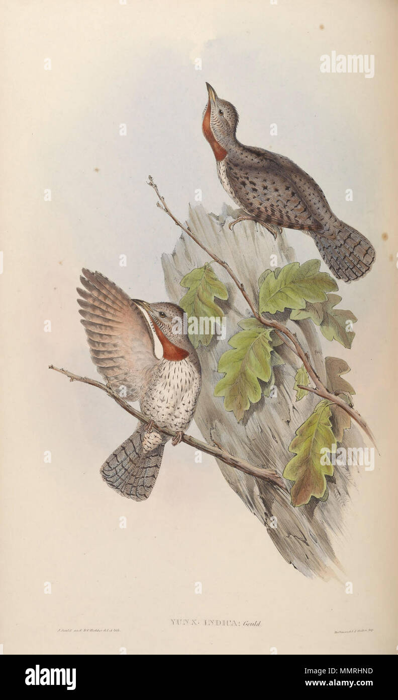 . Yunx indica = Jynx ruficollis (syn. J. pectoralis [1]) . between 1850 ...