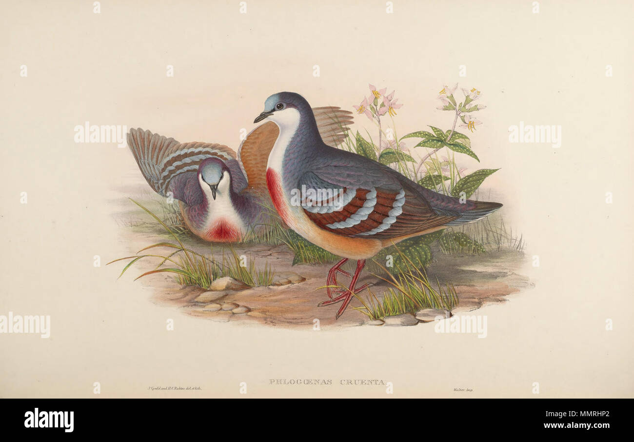 . Phlogoenas cruenta = Gallicolumba luzonica[1] . between 1850 and 1883 ...