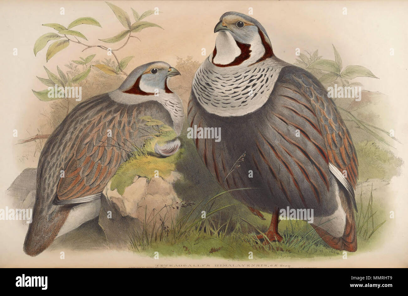 Tetraogallus himalayensis hi-res stock photography and images - Alamy