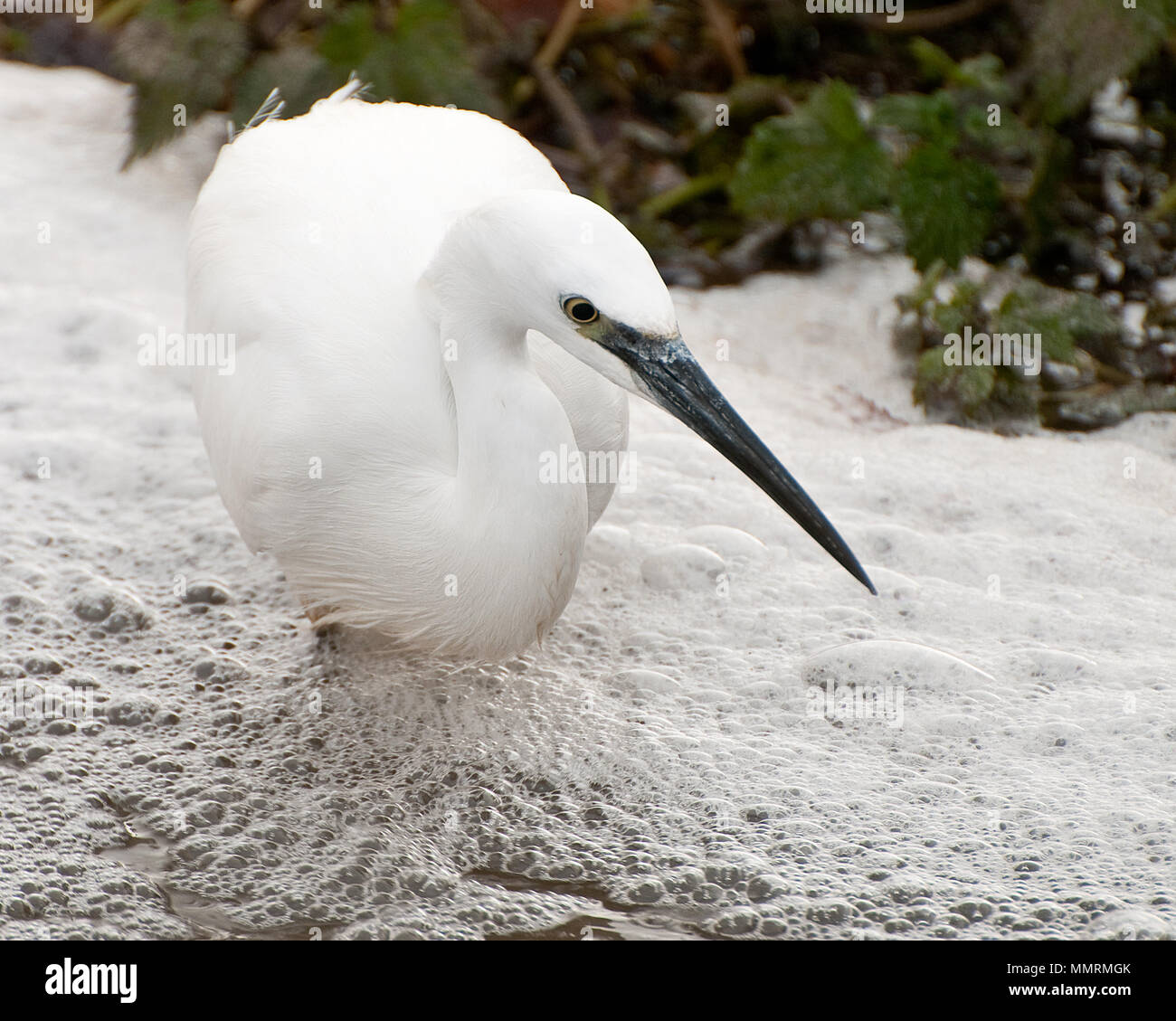 little egret fishing in the rapids of river stour stalking the little ...