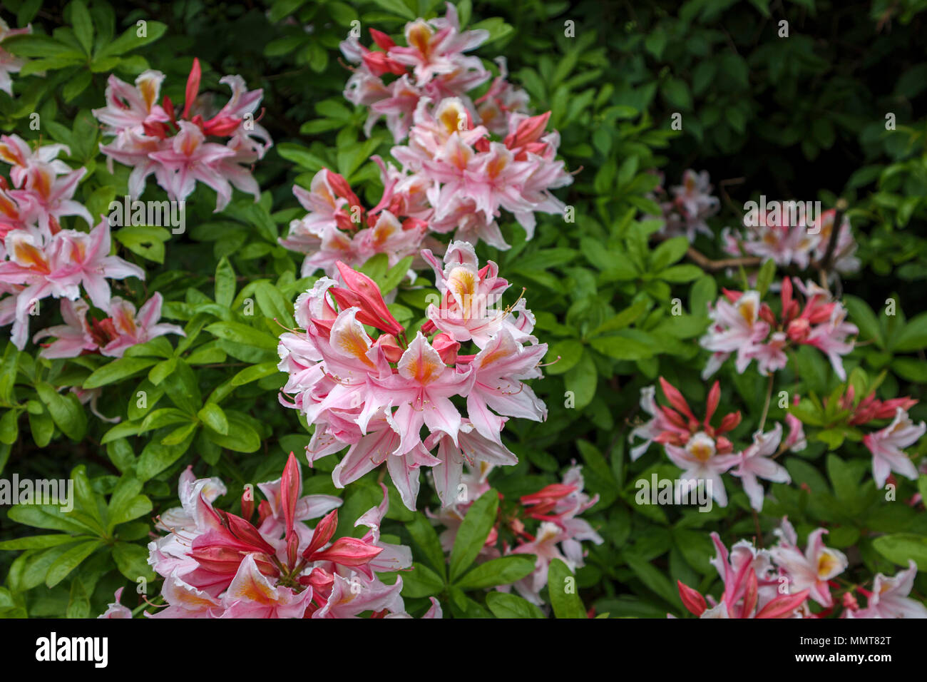 Azalea hi-res stock photography and images - Alamy