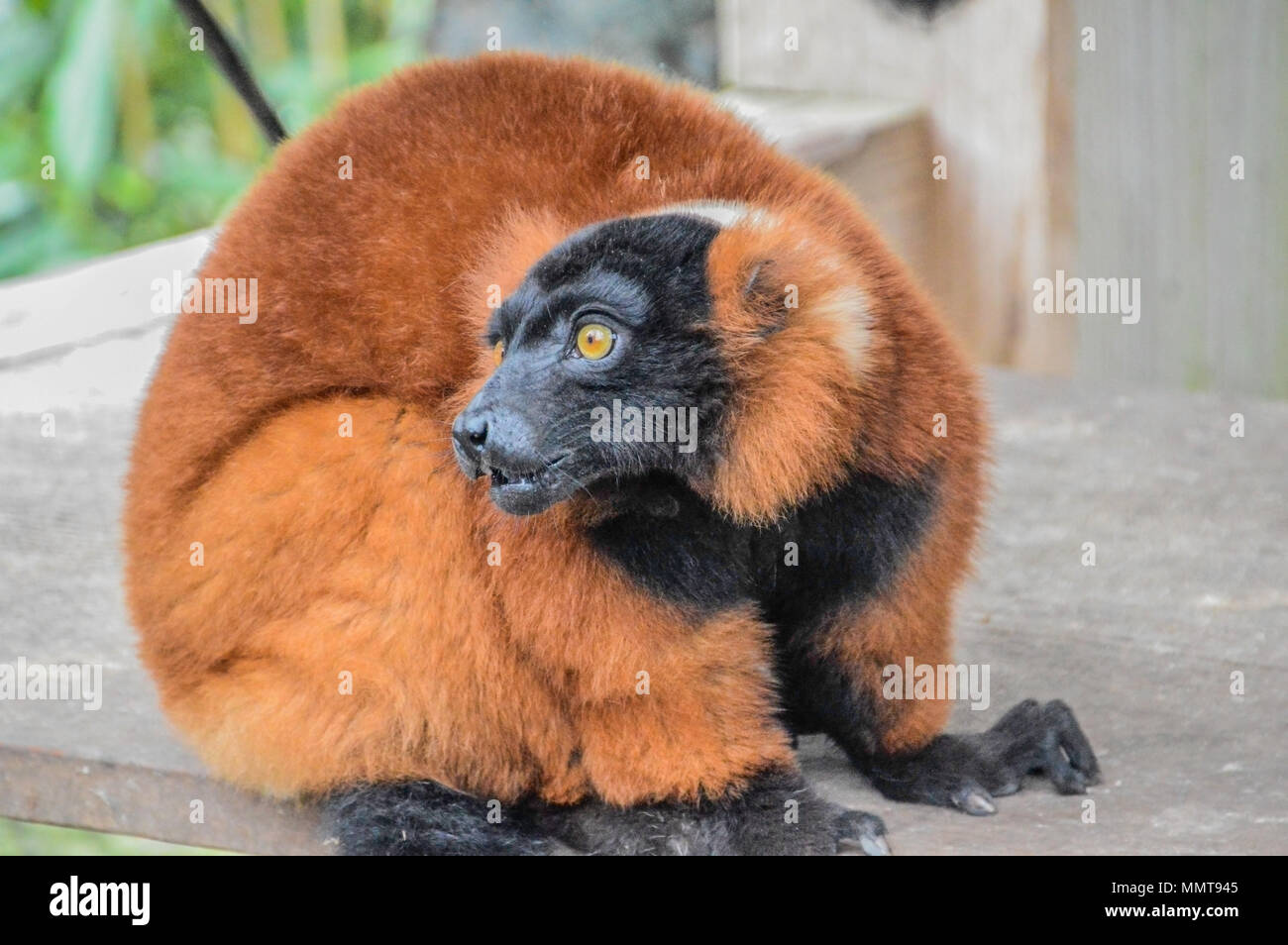 Weird Red Ruffed Lemur At Artis Zoo Amsterdam The Netherlands Stock ...