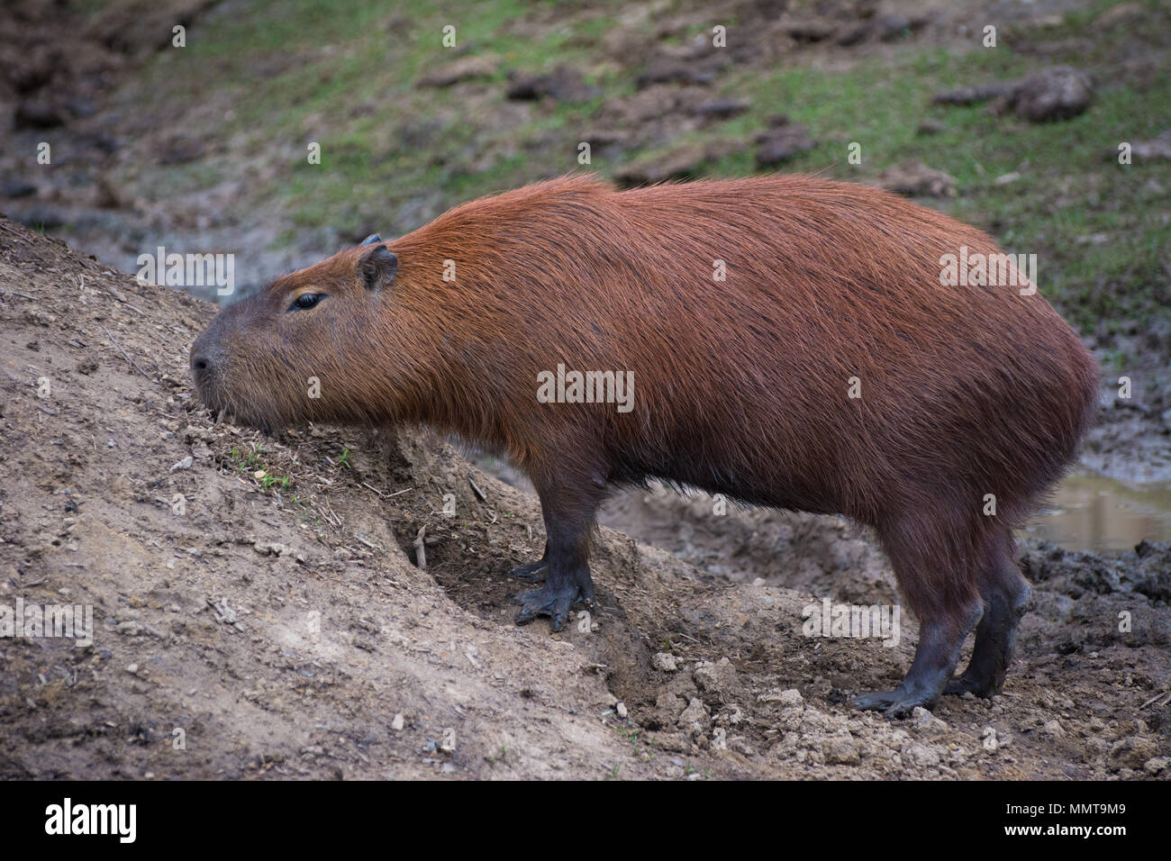Pittsburgh Zoo High Resolution Stock Photography and Images - Alamy