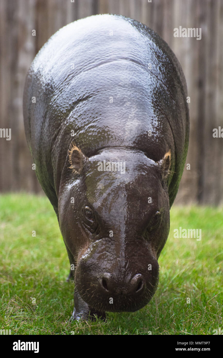 Pygmy hippo hi-res stock photography and images - Alamy