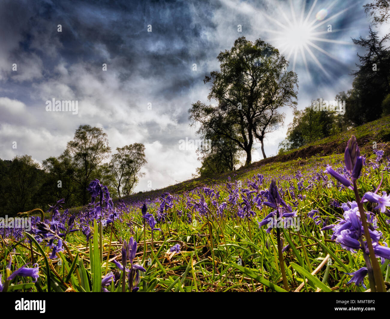 A dramatic Welsh hillside scene with bluebells in the foreground Stock ...