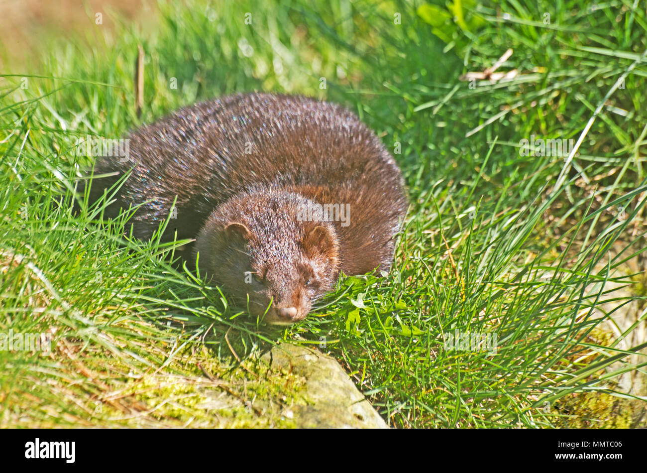 American Mink Neovison Vison Captive Stock Photo - Alamy