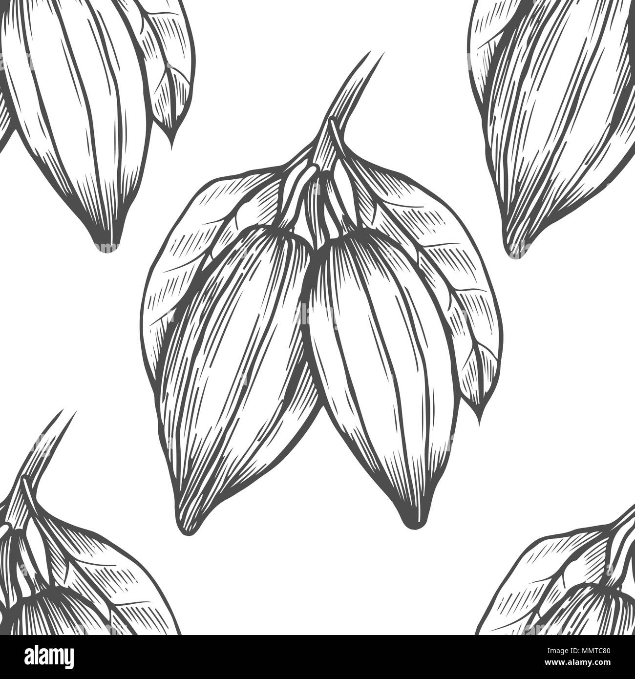 Vector Cocoa tree illustration. Vintage background with hand drawn with ...