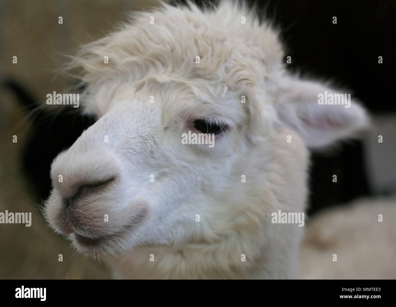 white snout of an alpaca puppy in a zoo cage Stock Photo - Alamy