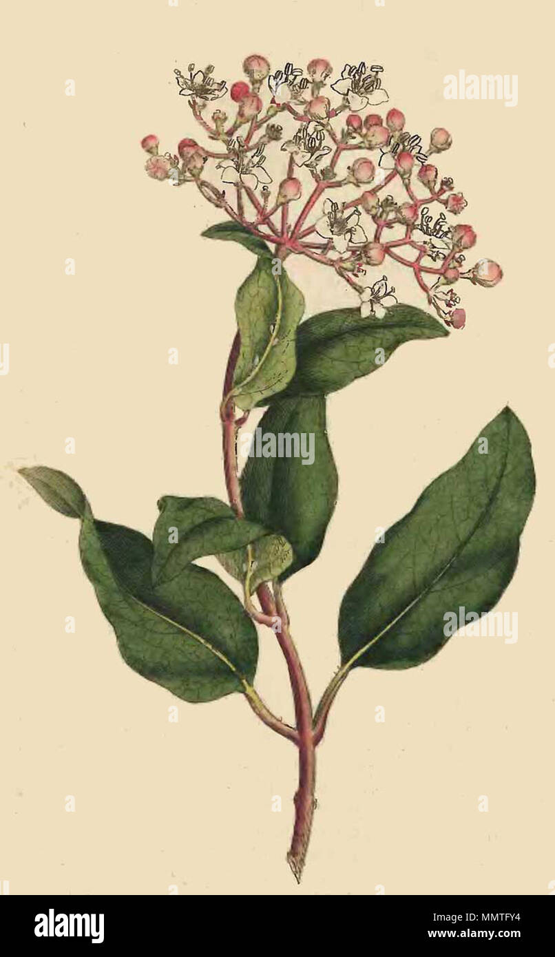 . Artwork of a species chronicled in the second volume of The Botanical ...