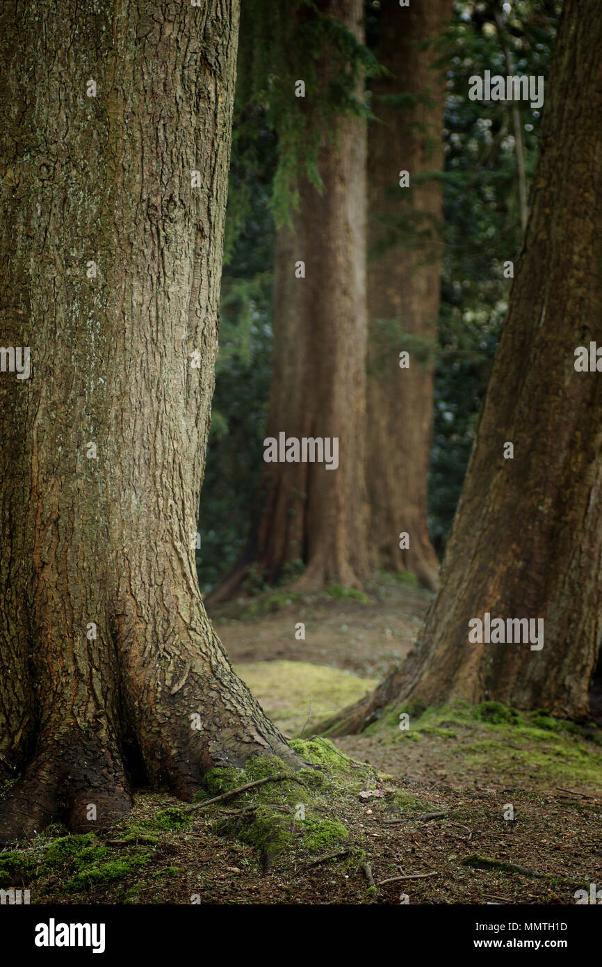 Gardens and trees hi-res stock photography and images - Alamy