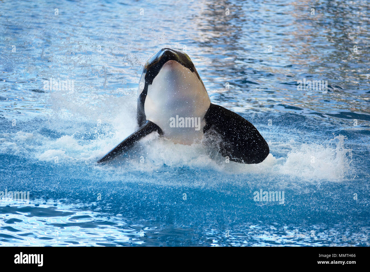 Orca splashing hi-res stock photography and images - Alamy