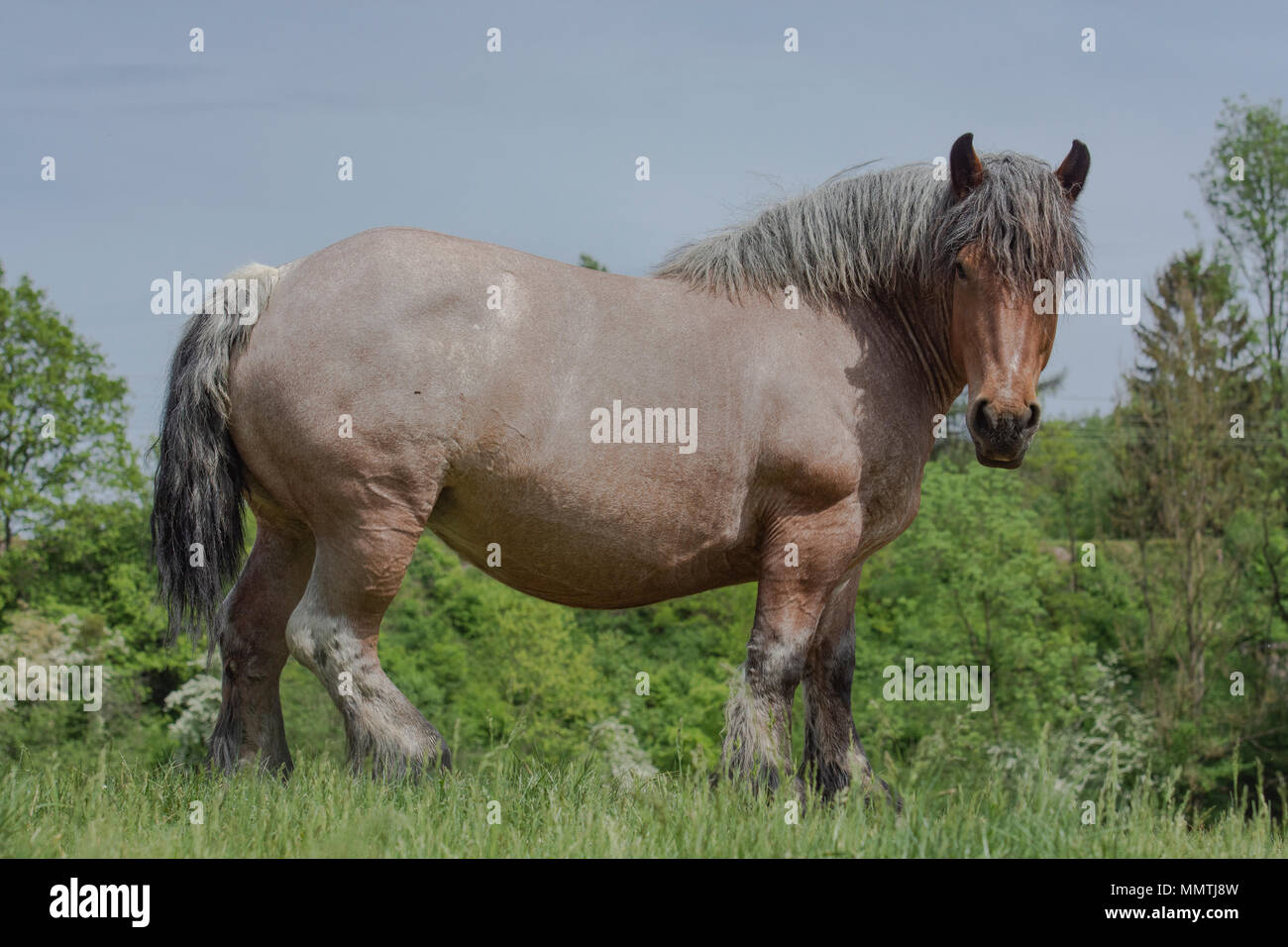 Belgian draught horse hi-res stock photography and images - Alamy
